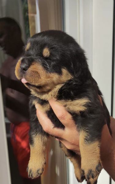 Vendita cucciolo Rottweiler da Privato a Palermo Rottweiler 25/02/2024 Vendita cucciolo Rottweiler da Privato a Palermo Rottweiler 25/02/2024