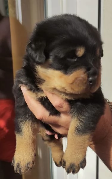 Vendita cucciolo Rottweiler da Privato a Palermo Rottweiler 25/02/2024 Vendita cucciolo Rottweiler da Privato a Palermo Rottweiler 25/02/2024