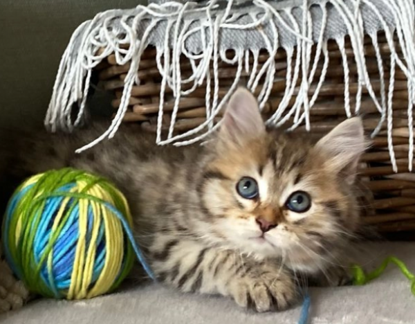 Vendita Siberiano da Privato a Isernia Gattini di siberiani maschi e ...