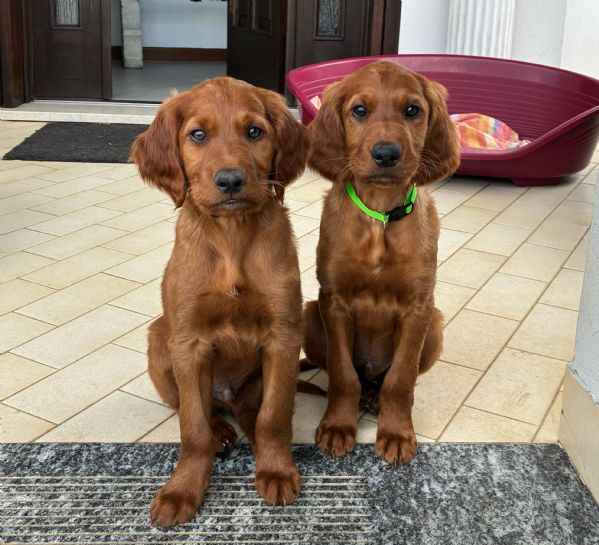 Vendita cucciolo Setter Irlandese da Privato a Brescia Cuccioli Setter ...