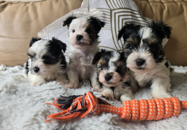 Regalo Yorkshire da Privato a Aquila Biewer Yorkshire Terriers toy ...