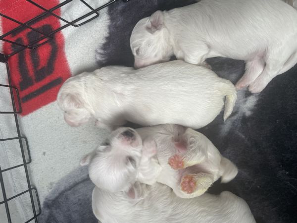 Vendita cucciolo Maltese da Privato a Monza e Brianza Cuccioli Maltesi