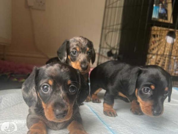 Regalo cucciolo Bassotto da Privato a Messina Cuccioli di Bassotto