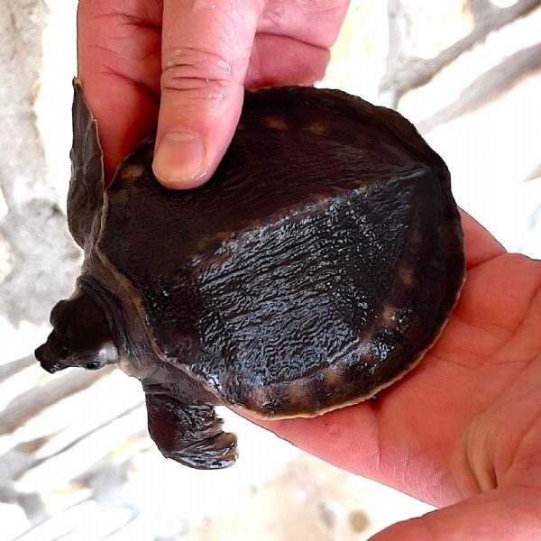 Vendita cucciolo da Privato a Livorno tartaruga naso di porcello ...