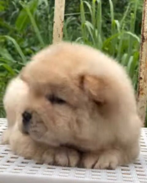 Vendita cucciolo Chow Chow da Privato a Chow Chow (cuccioli maschio e ...