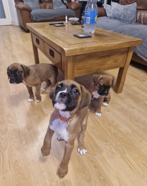 Vendita Boxer da Privato a Regala i nostri cuccioli di boxer, maschio e ...