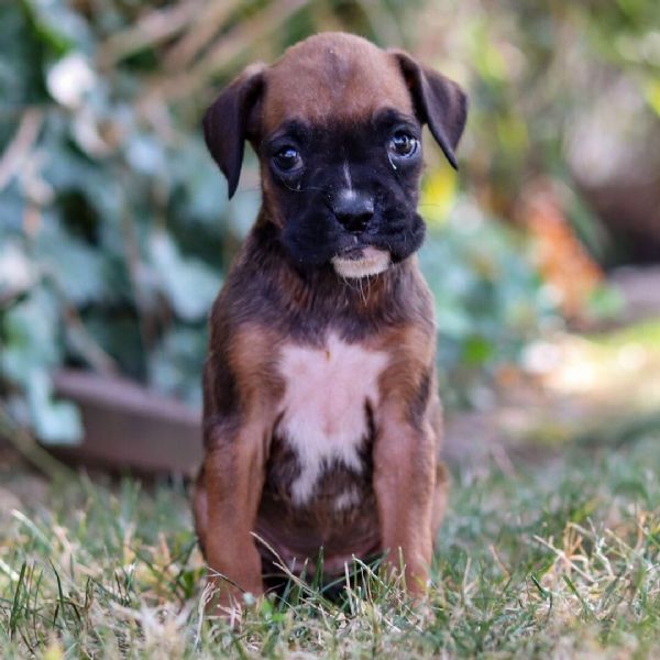 Vendita cucciolo Boxer da Privato a Boxer (cuccioli maschio e femmina)