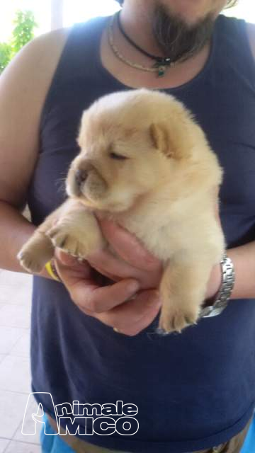 Vendita cucciolo Chow Chow da Privato a Campobasso cuccioli di chow chow