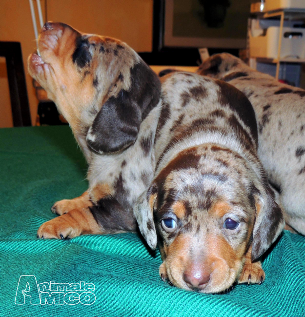 Vendita cucciolo Bassotto da Privato a Roma 3 cuccioli bassotto ...