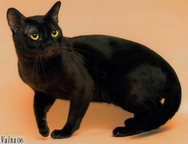 Europeo | caratteristiche della razza di gatti